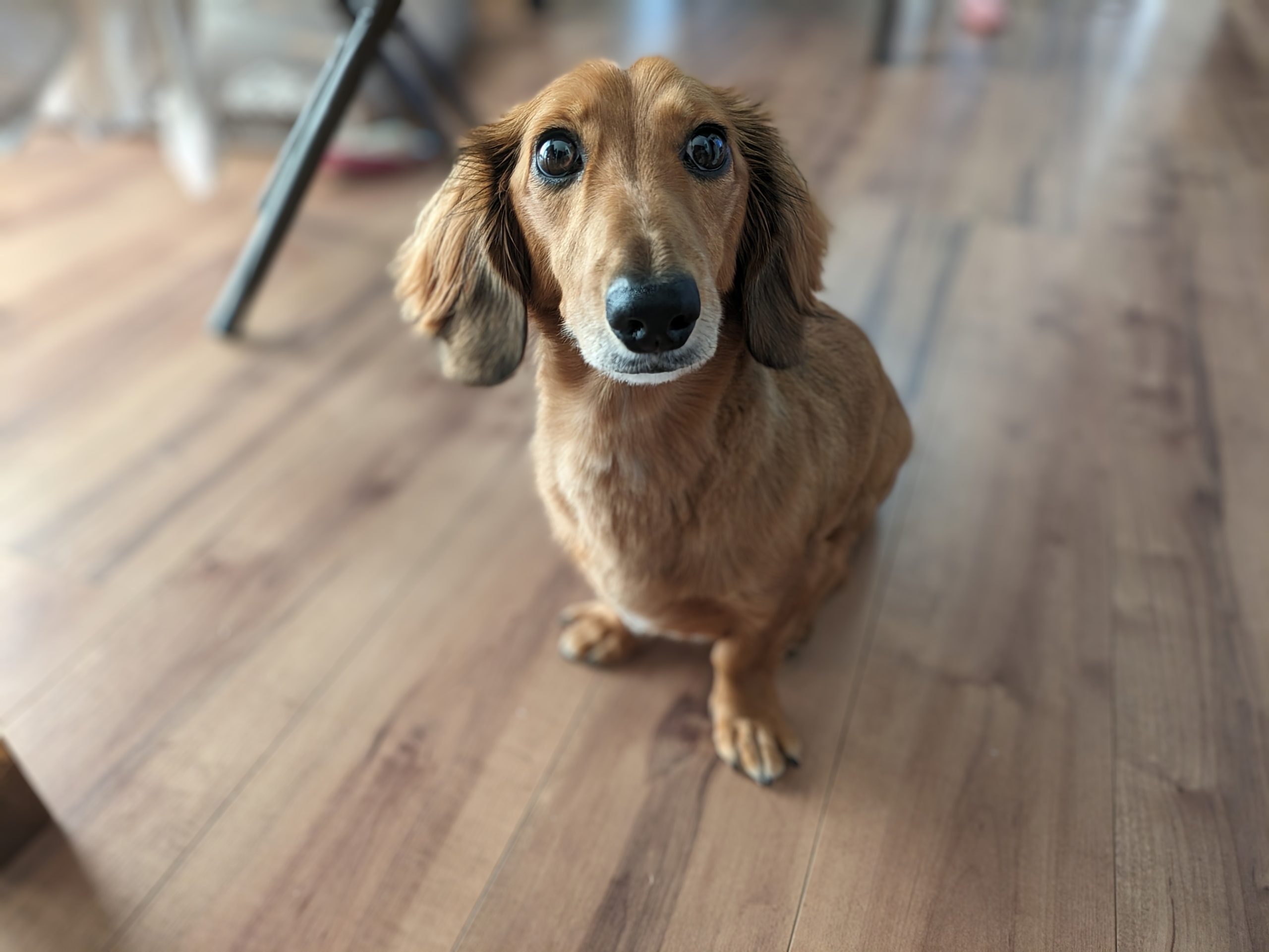 ミニチュアダックスブンドを検討中のみなさんへ | Useful diary from csupport